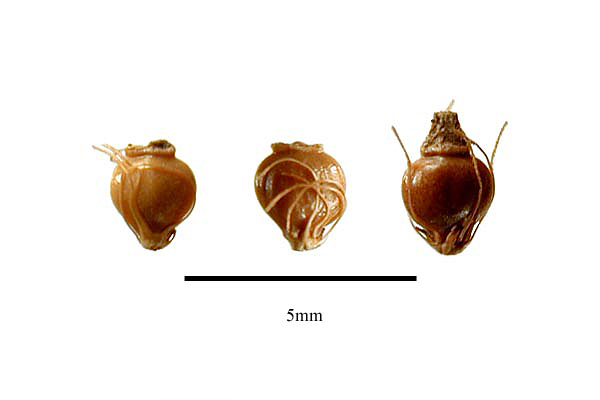 Cyperaceae | Fruit and Seed Family ID