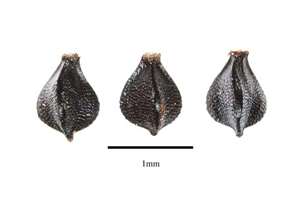Cyperaceae | Fruit and Seed Family ID