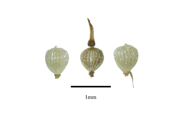 Cyperaceae | Fruit and Seed Family ID