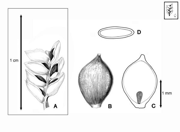 Cyperaceae | Fruit and Seed Family ID