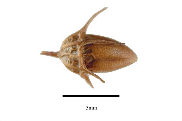 Campanulaceae | Fruit and Seed Family ID