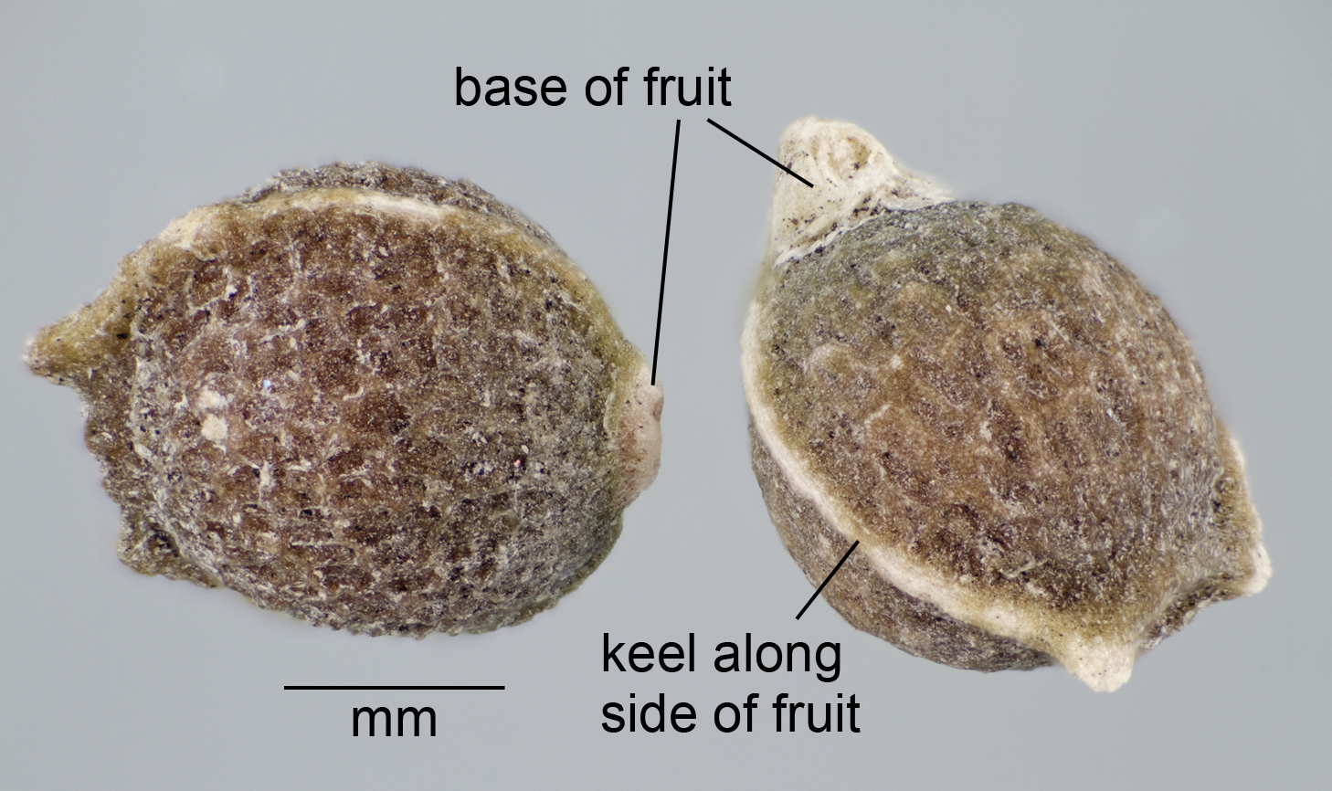 Amaranthaceae | Fruit and Seed Family ID