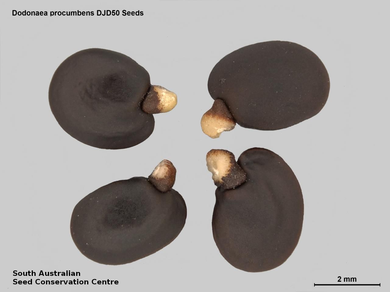 Sapindaceae | Fruit and Seed Family ID