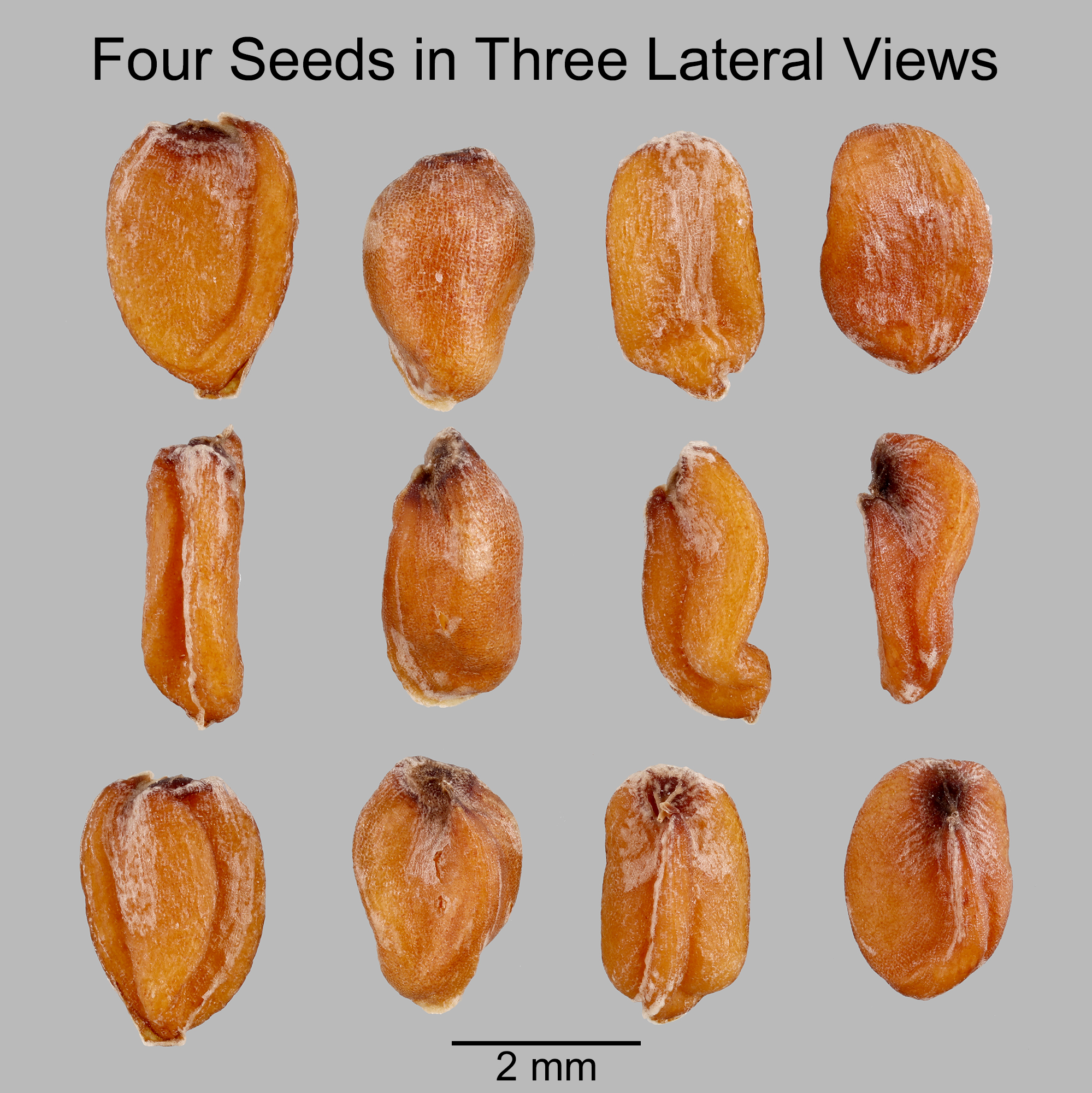 Brassicaceae | Fruit and Seed Family ID