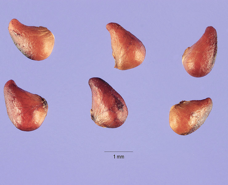 Rosaceae | Fruit and Seed Family ID