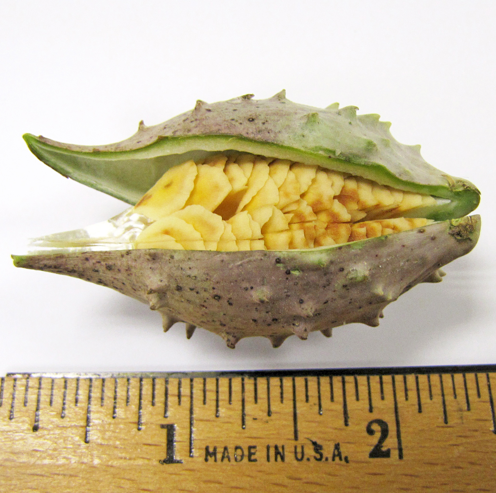 Apocynaceae | Fruit and Seed Family ID