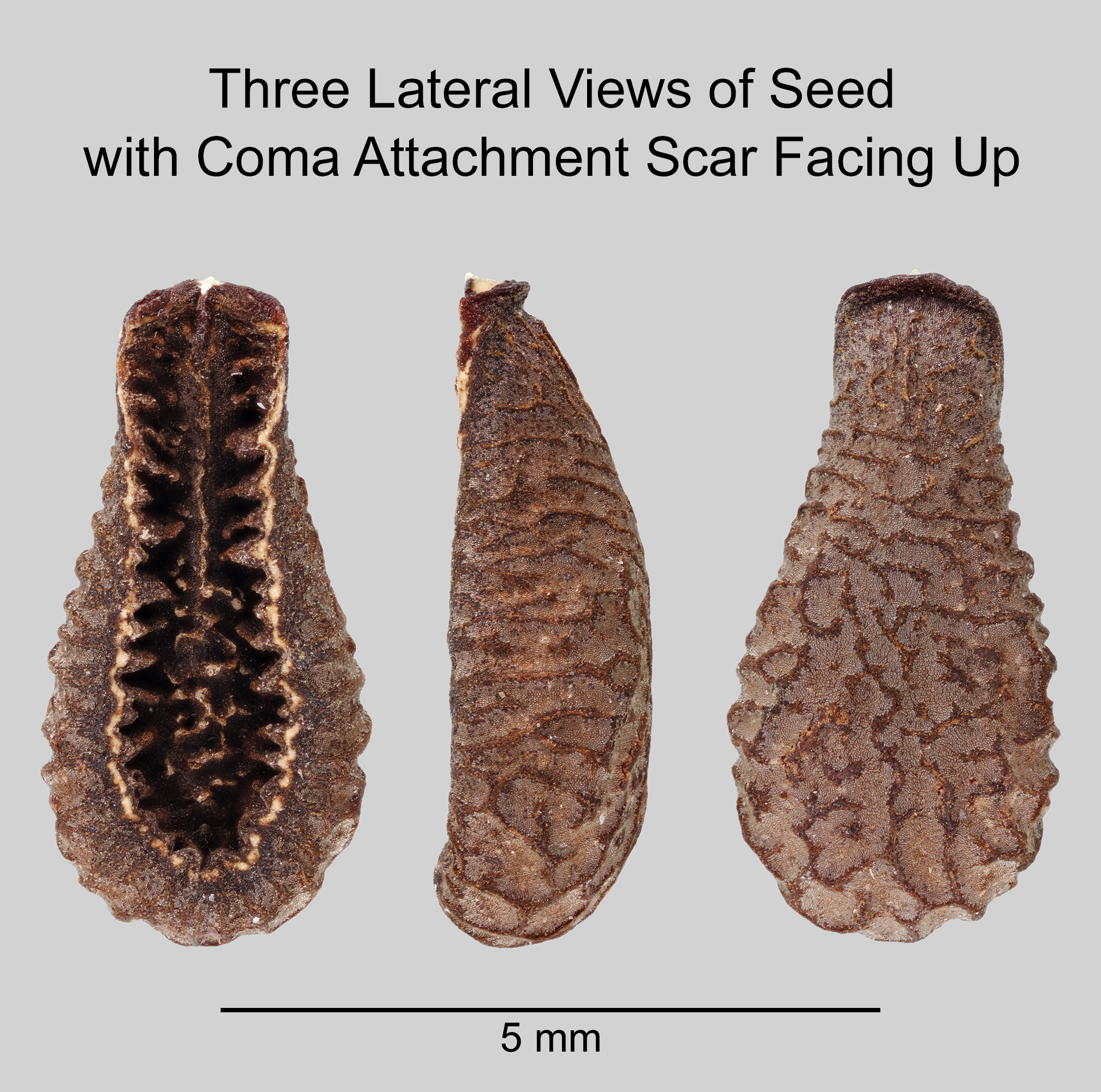 Apocynaceae | Fruit and Seed Family ID