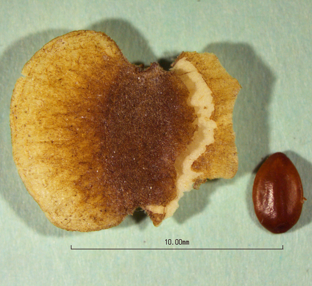 Rhamnaceae | Fruit and Seed Family ID
