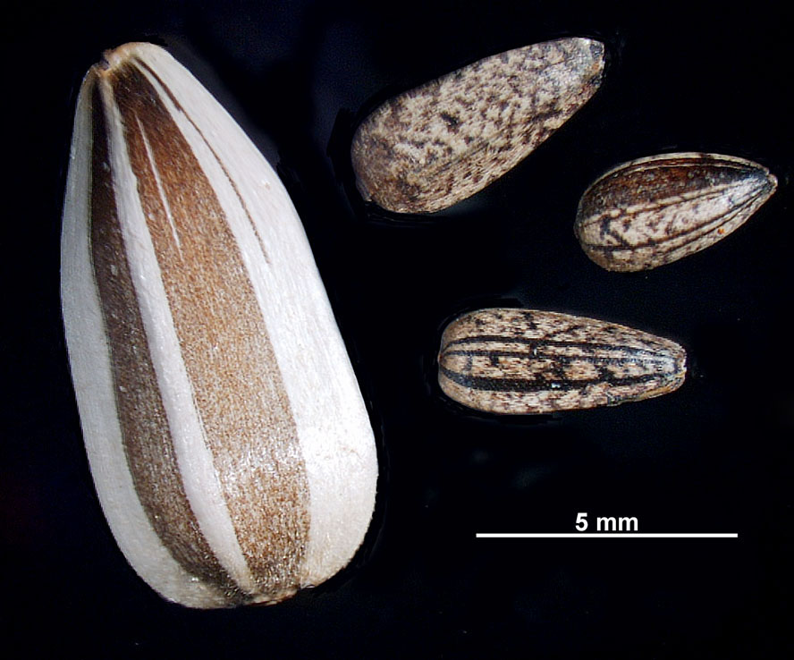 Asteraceae | Fruit and Seed Family ID