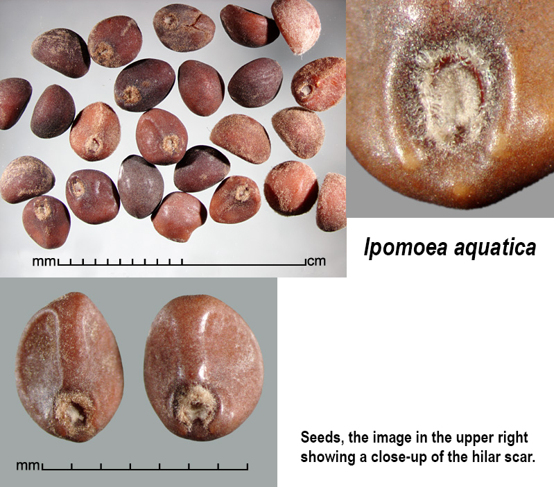 Convolvulaceae | Fruit and Seed Family ID