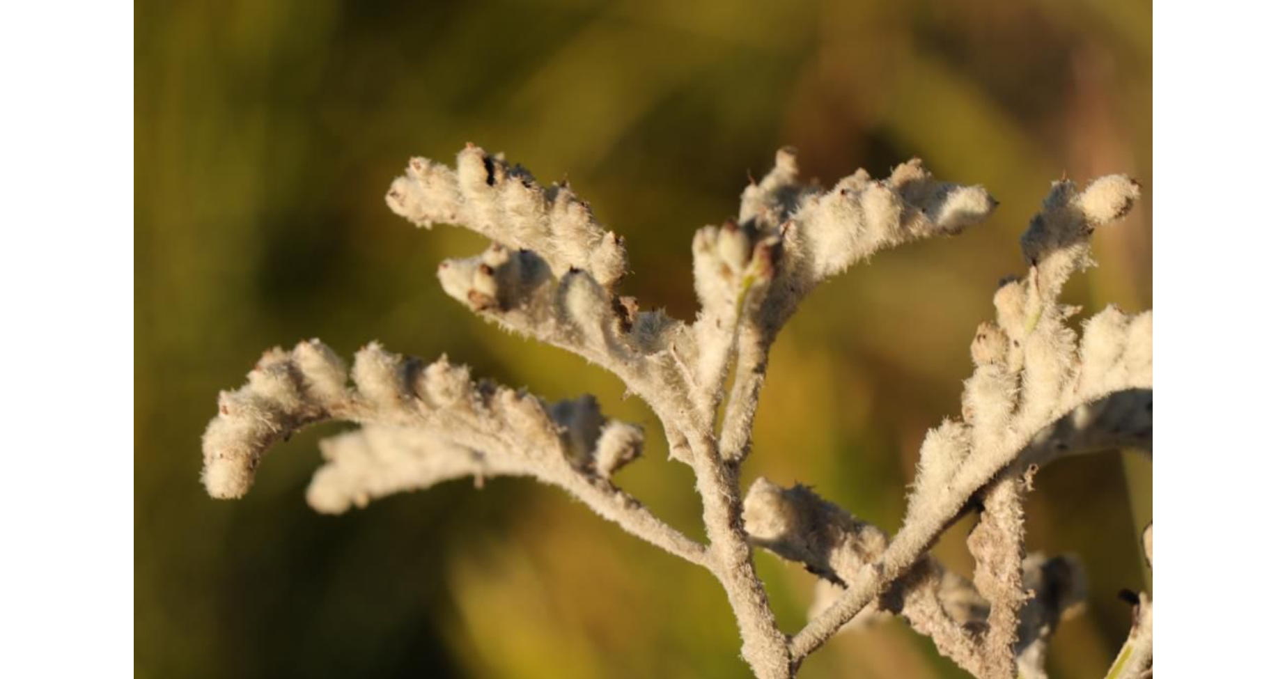 Lanariaceae | Fruit and Seed Family ID