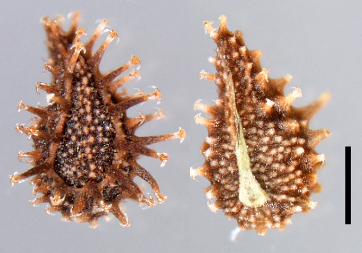 Boraginaceae | Fruit and Seed Family ID