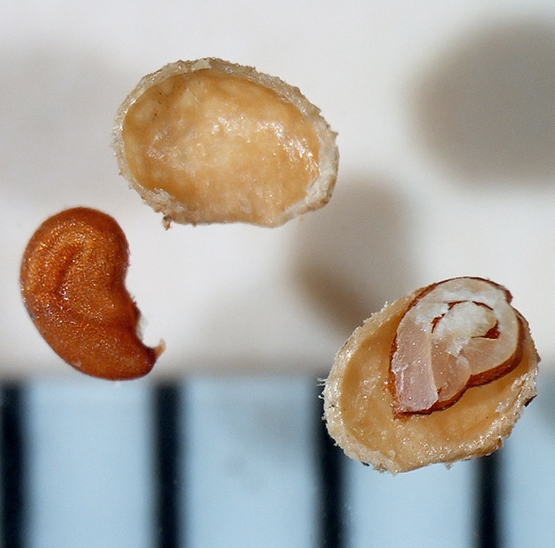 Brassicaceae | Fruit and Seed Family ID