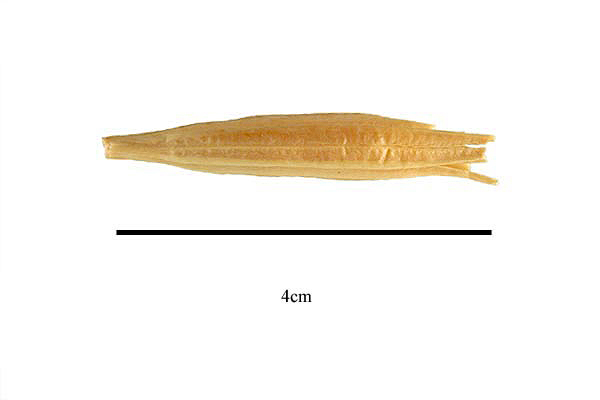 Liliaceae | Fruit and Seed Family ID