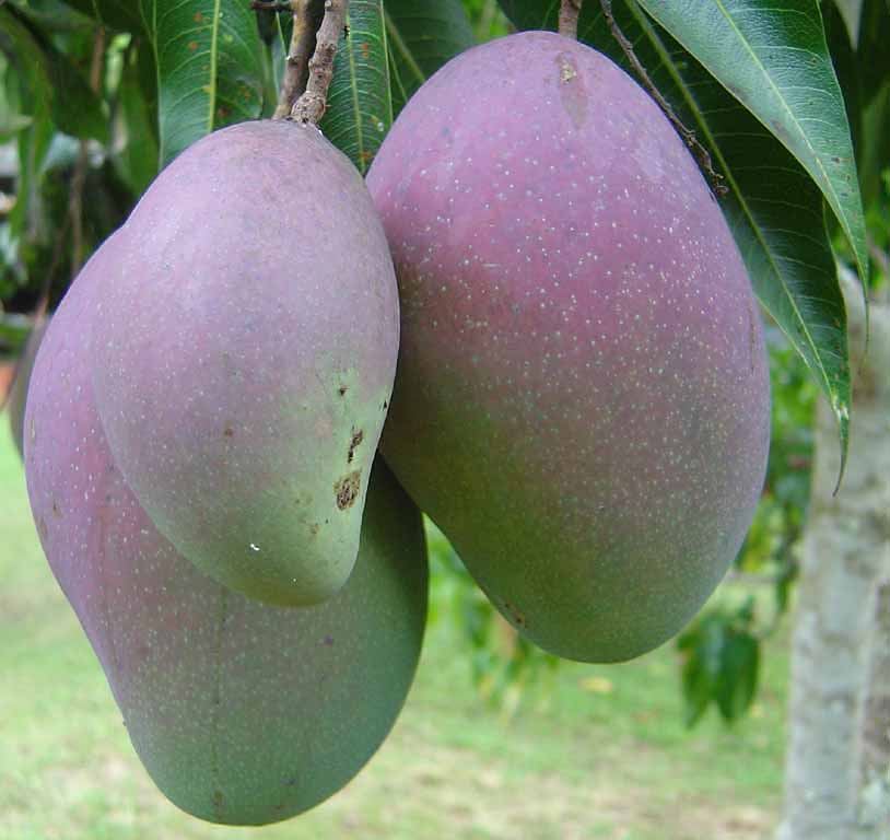 Anacardiaceae | Fruit and Seed Family ID