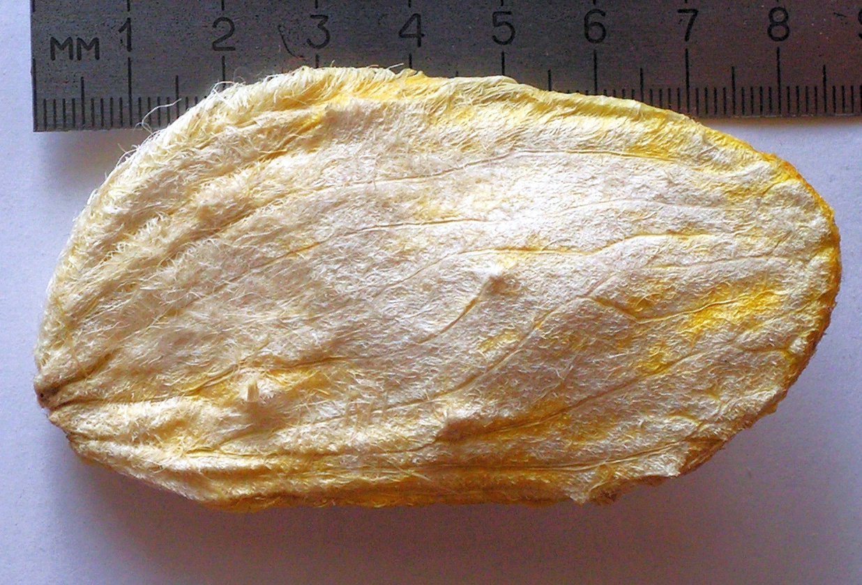 Anacardiaceae | Fruit and Seed Family ID
