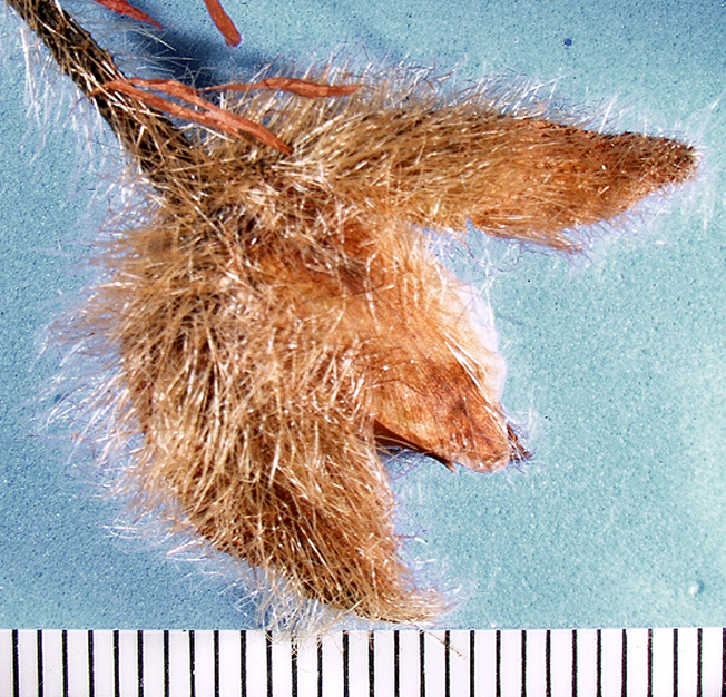 Convolvulaceae | Fruit and Seed Family ID