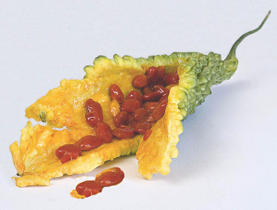 Cucurbitaceae | Fruit and Seed Family ID