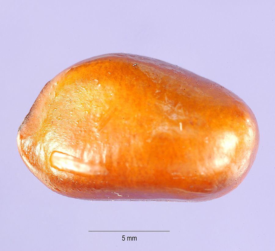 Annonaceae | Fruit and Seed Family ID