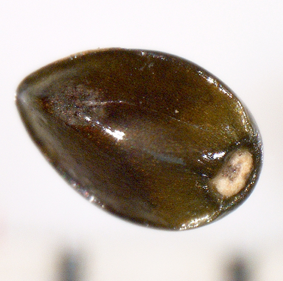 Boraginaceae | Fruit and Seed Family ID
