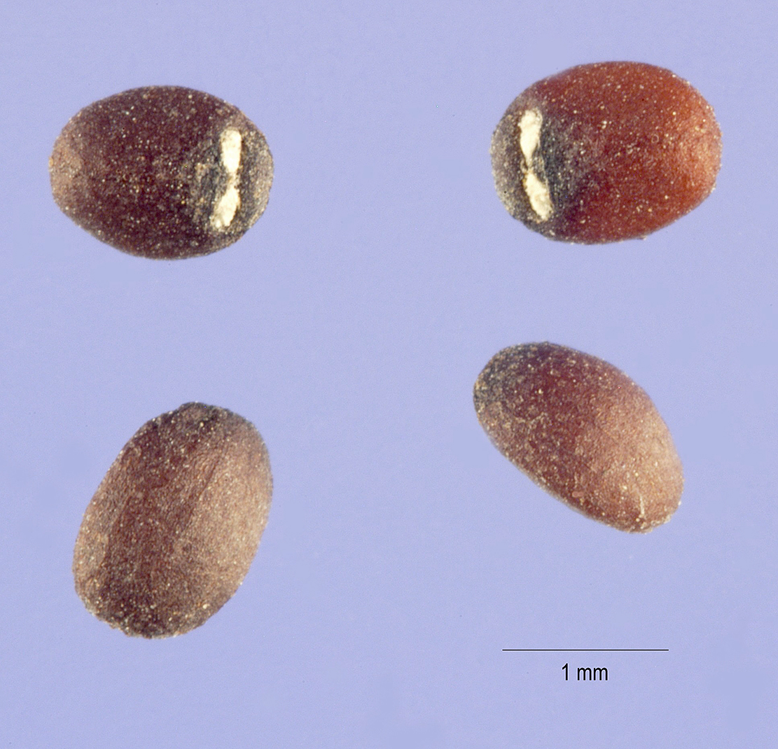 Lamiaceae | Fruit and Seed Family ID
