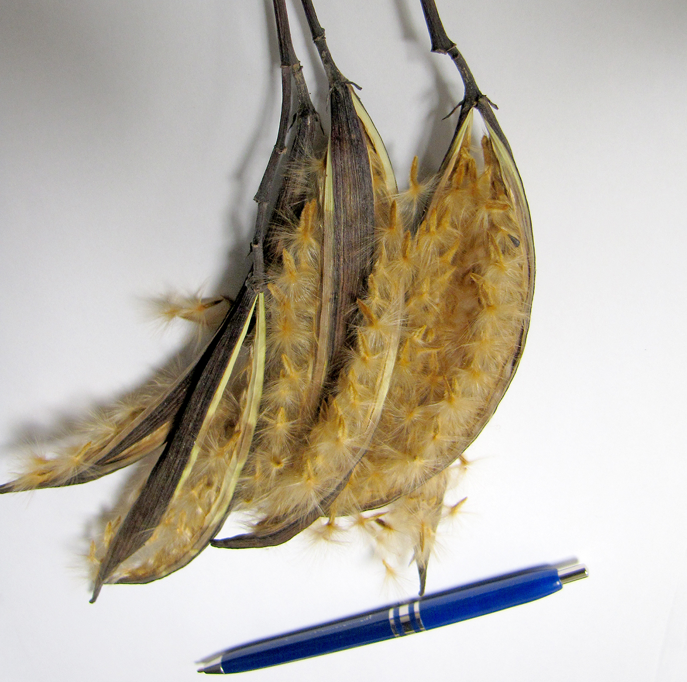 Apocynaceae | Fruit and Seed Family ID