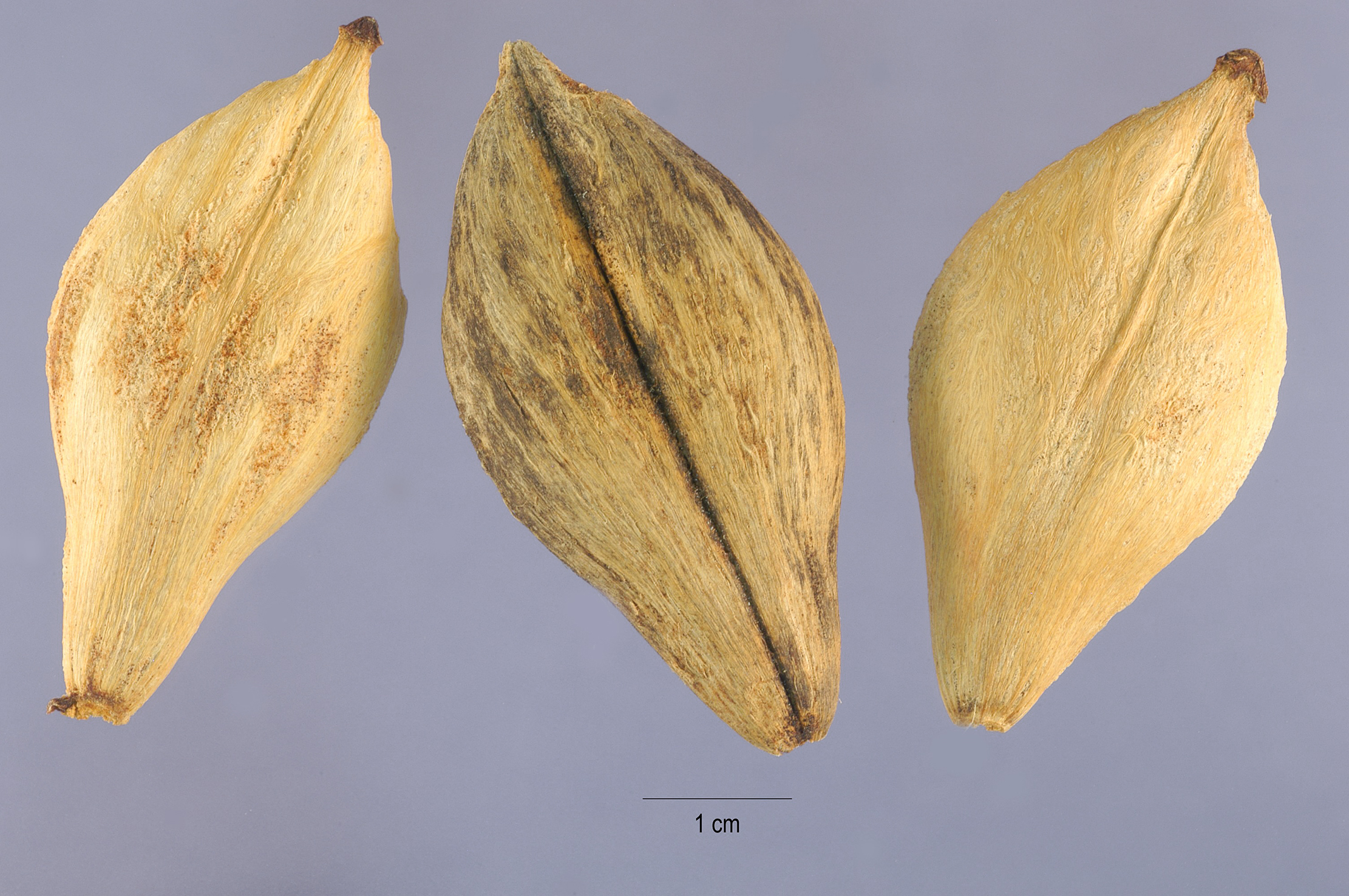 Apocynaceae | Fruit and Seed Family ID