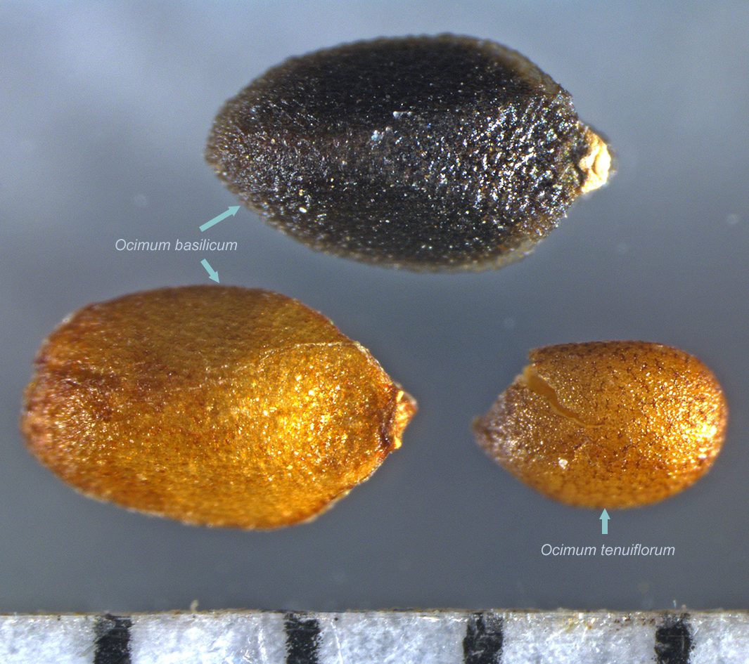 Lamiaceae | Fruit and Seed Family ID