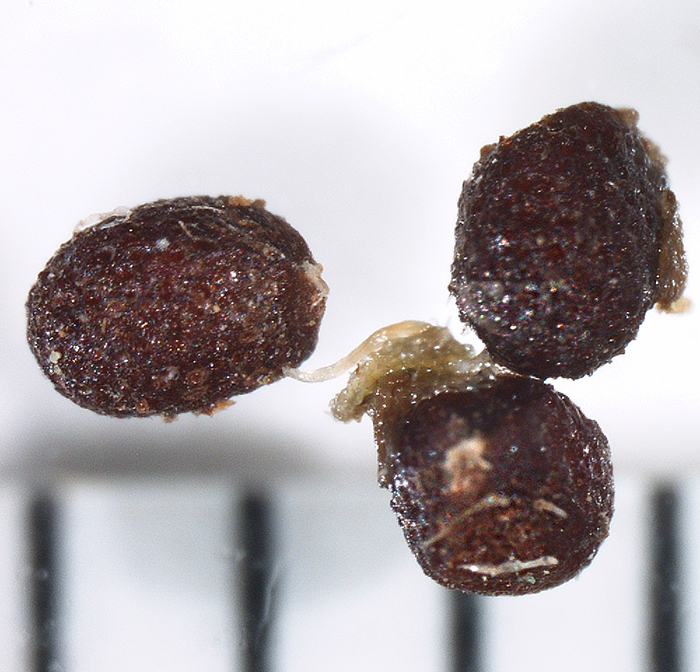 Lamiaceae | Fruit and Seed Family ID