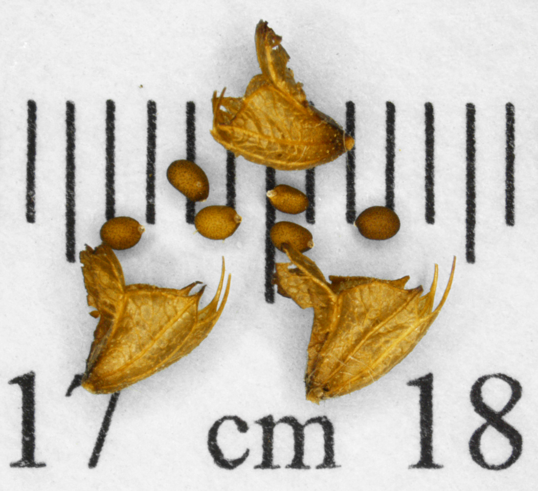 Lamiaceae | Fruit and Seed Family ID