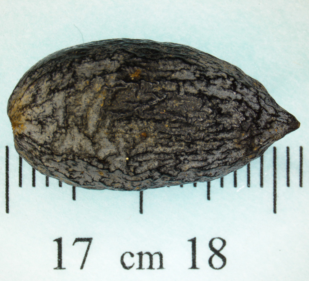 Oleaceae | Fruit and Seed Family ID