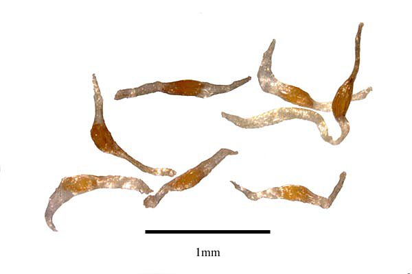 Orchidaceae | Fruit and Seed Family ID