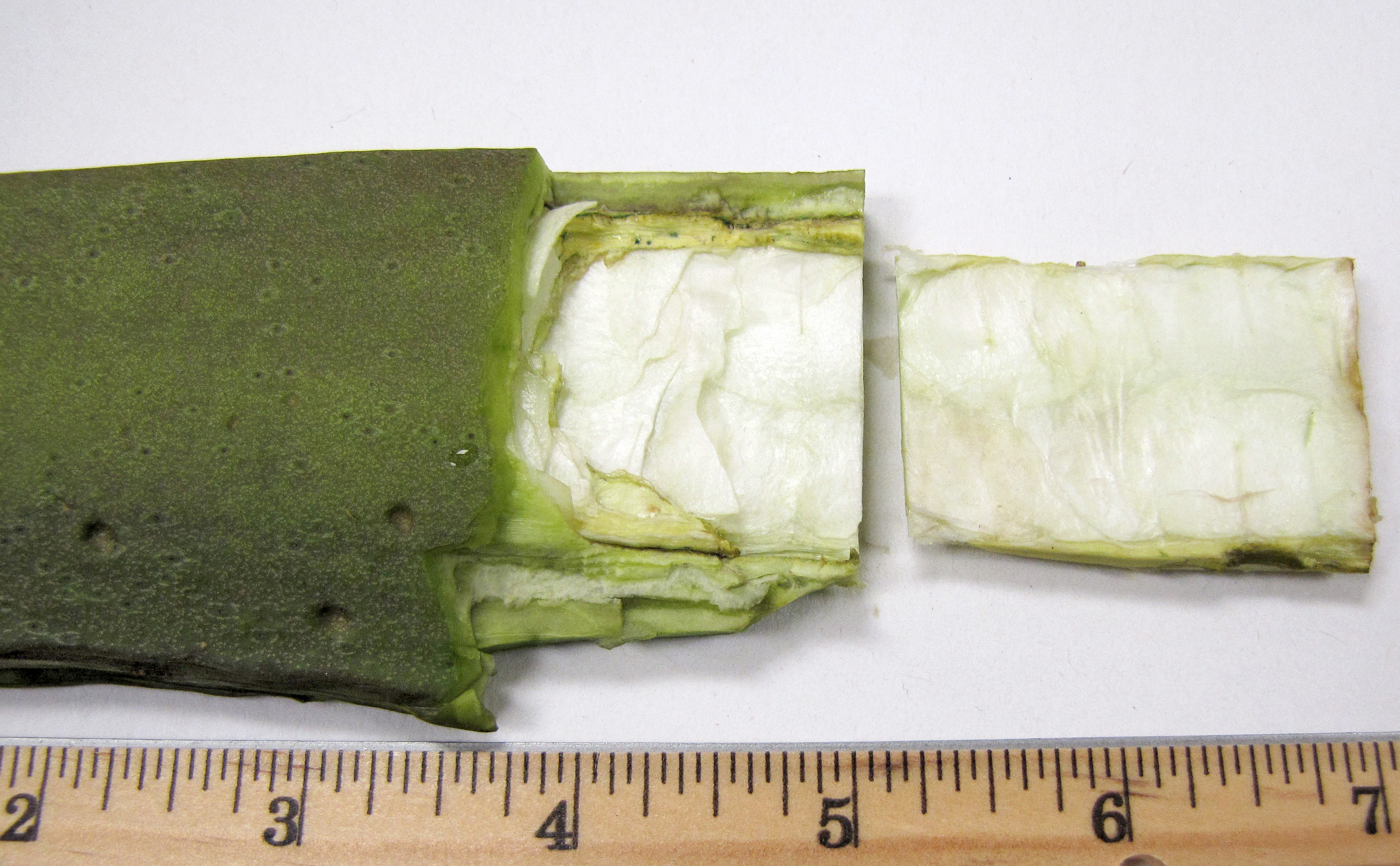 Bignoniaceae | Fruit and Seed Family ID