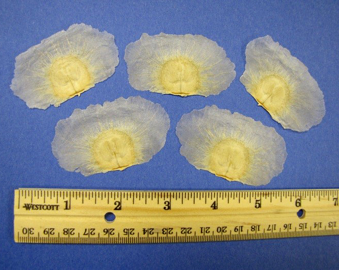 Bignoniaceae | Fruit and Seed Family ID