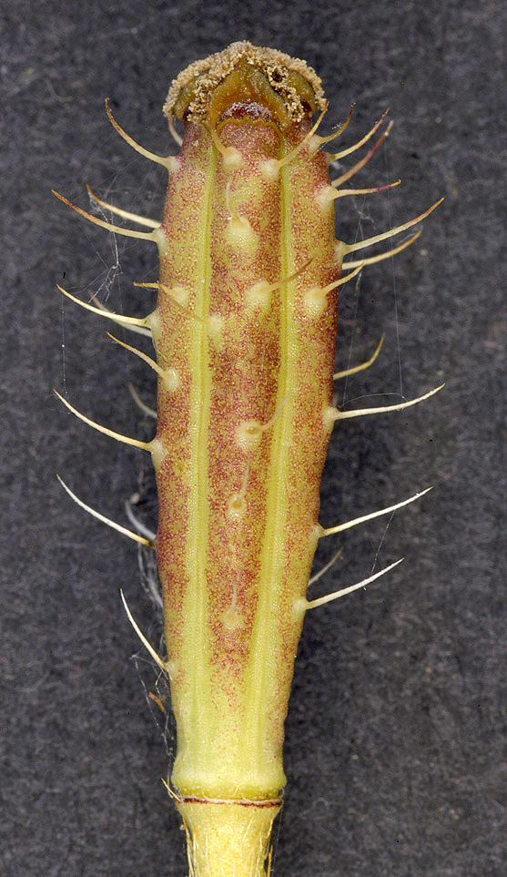 Papaveraceae | Fruit and Seed Family ID