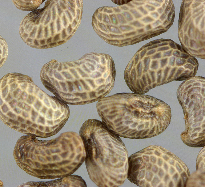 Papaveraceae | Fruit and Seed Family ID