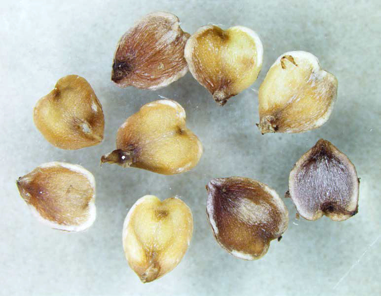 Bignoniaceae | Fruit and Seed Family ID