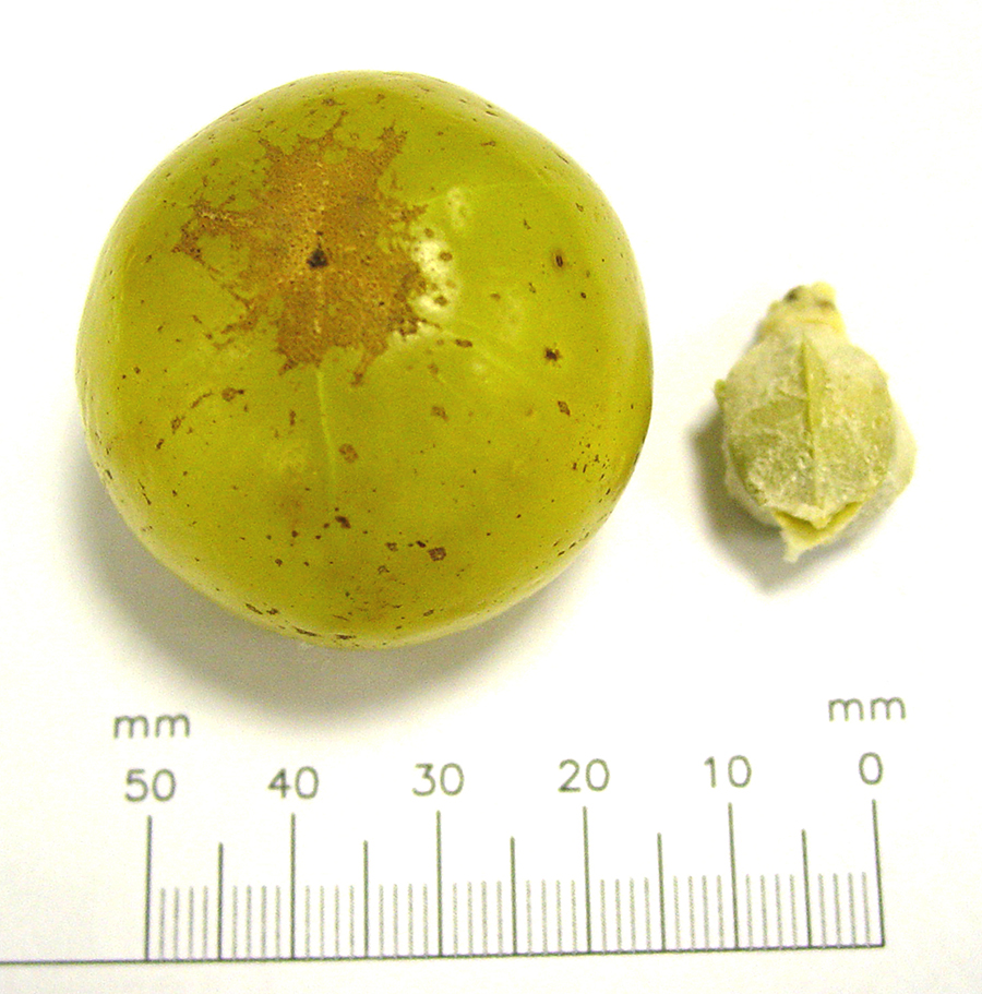 Phyllanthaceae | Fruit and Seed Family ID