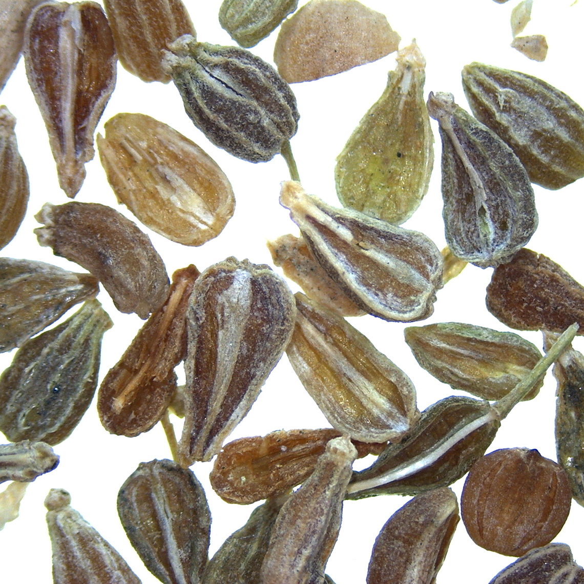 Apiaceae | Fruit and Seed Family ID