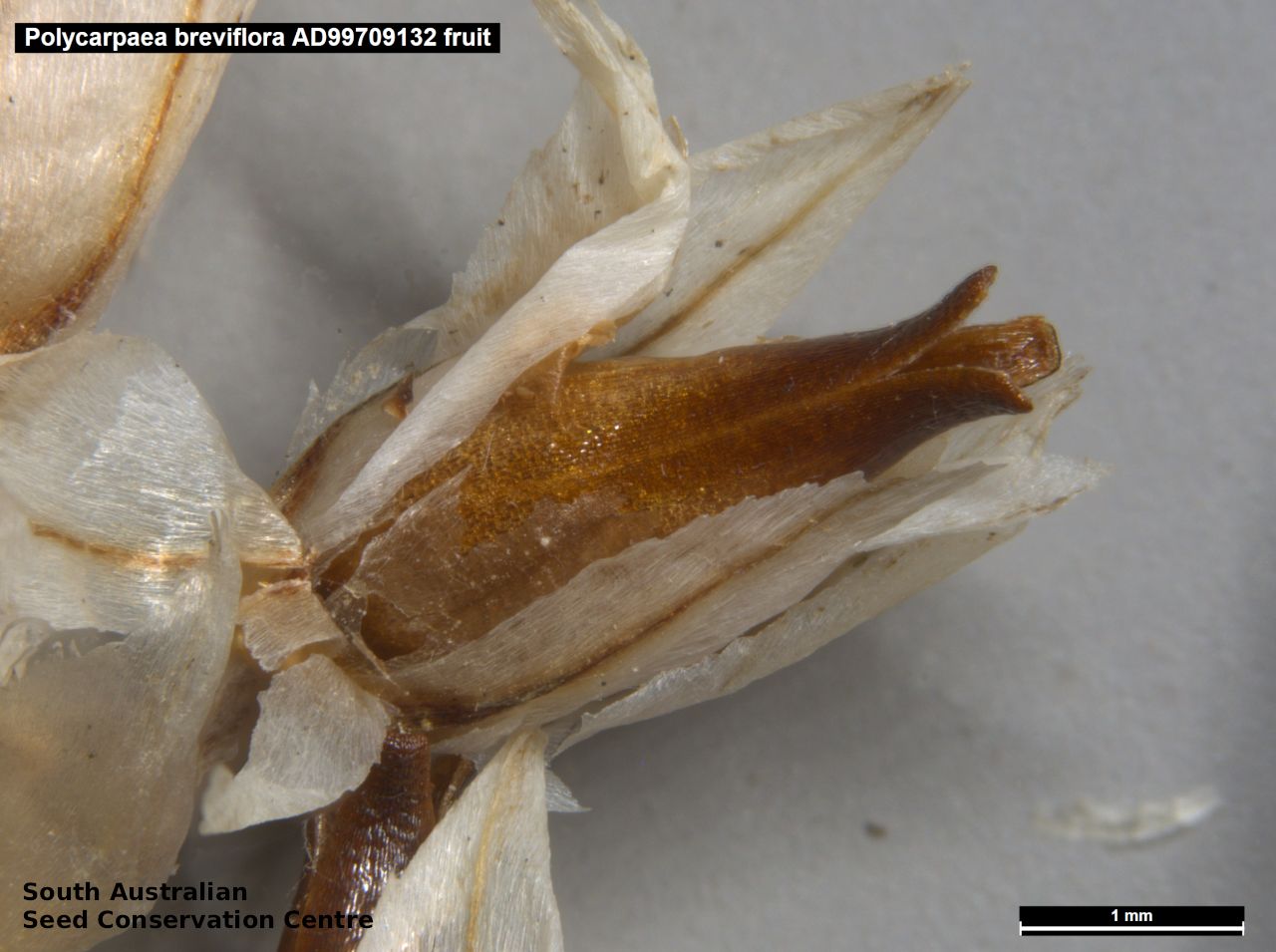 Caryophyllaceae | Fruit and Seed Family ID