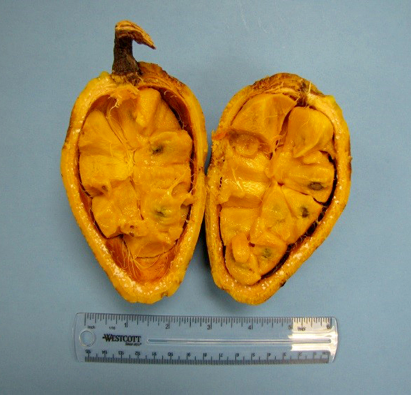 Apocynaceae | Fruit and Seed Family ID