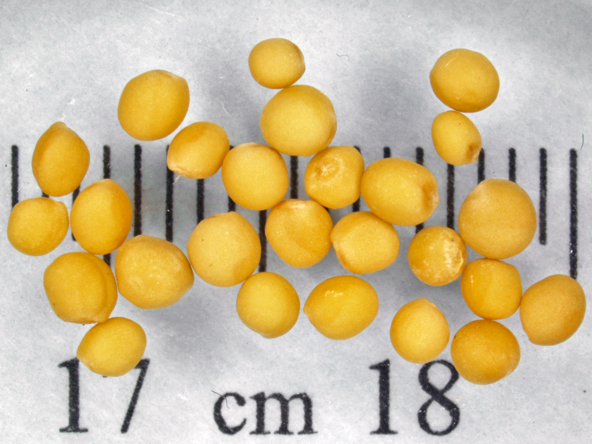 Brassicaceae | Fruit and Seed Family ID