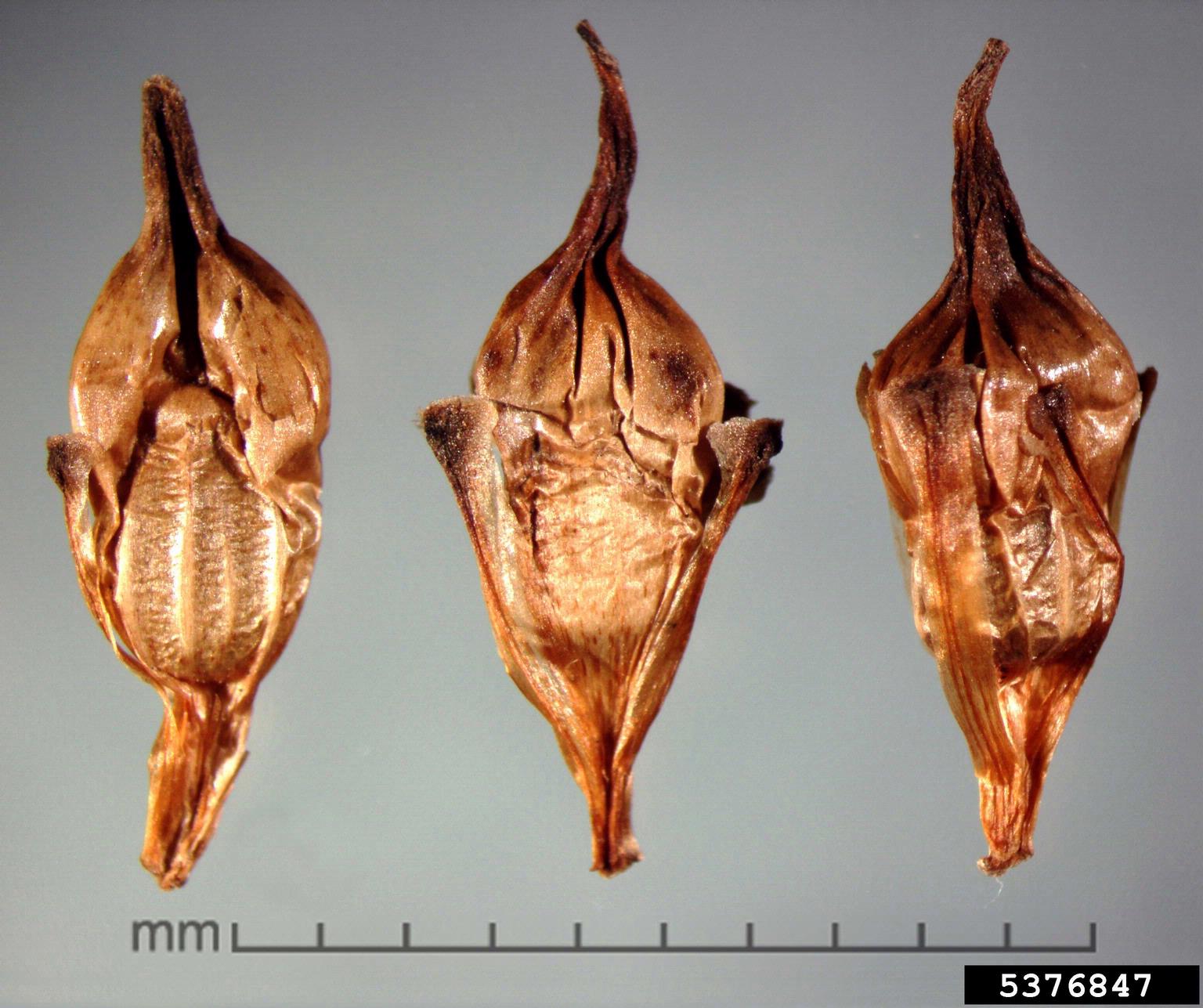 Typhaceae | Fruit and Seed Family ID