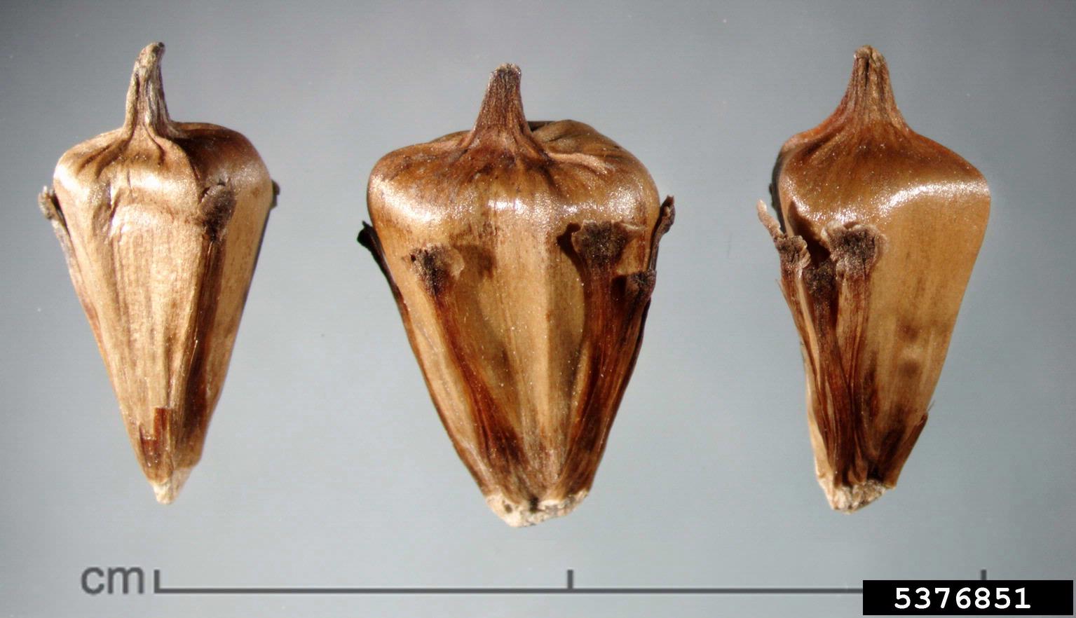 Typhaceae | Fruit and Seed Family ID