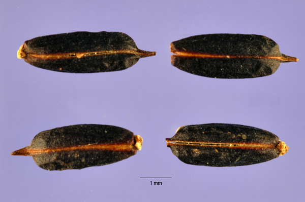Verbenaceae | Fruit and Seed Family ID