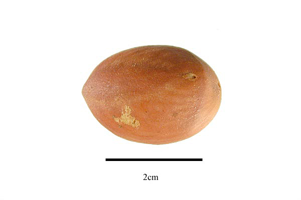 Taxaceae | Fruit and Seed Family ID