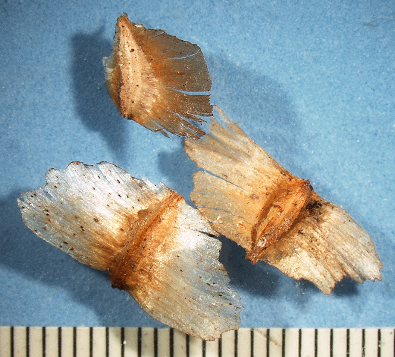 Combretaceae | Fruit and Seed Family ID