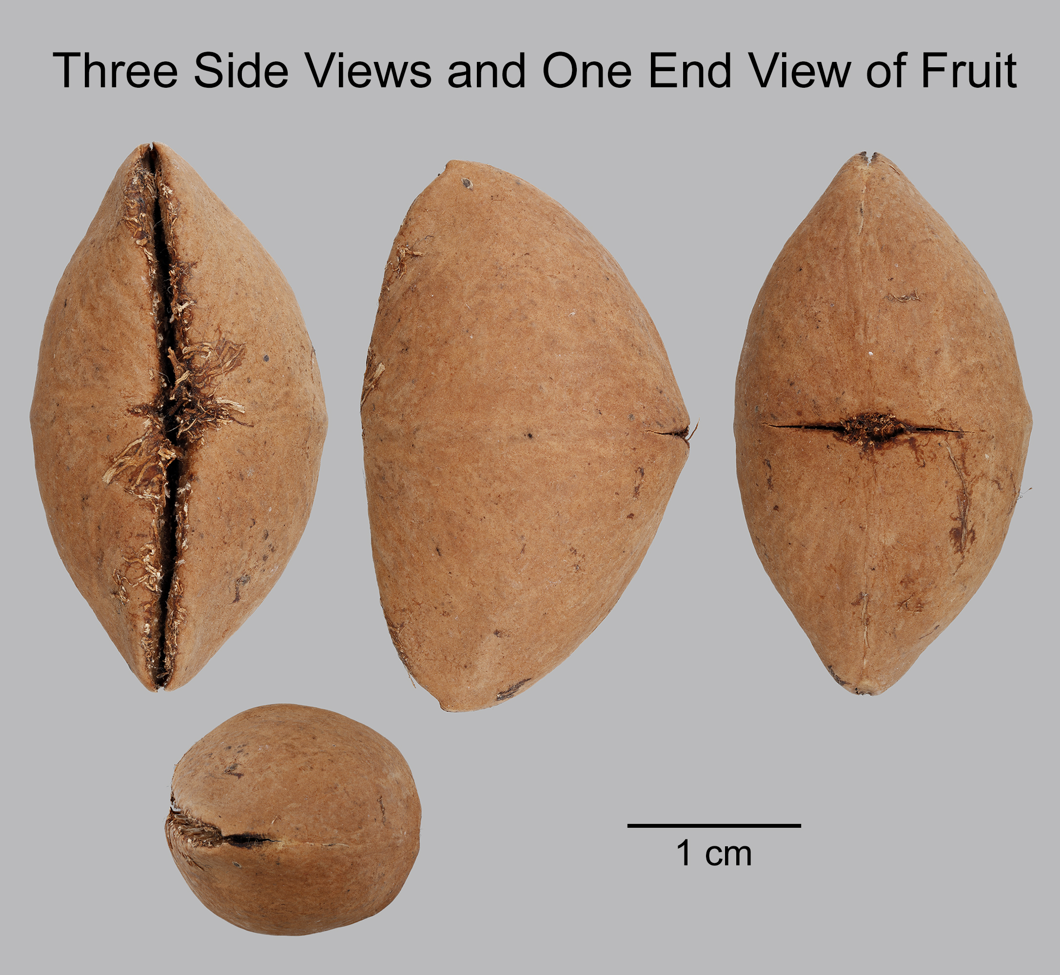 Apocynaceae | Fruit and Seed Family ID