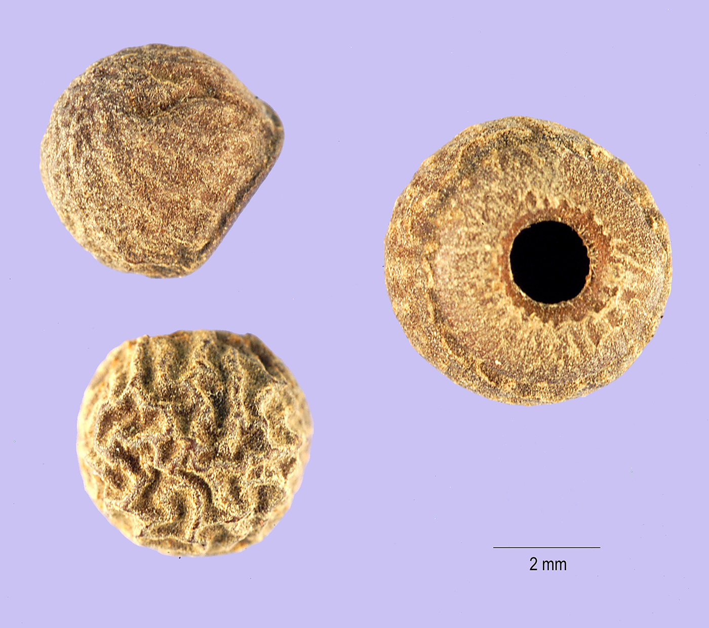 Acanthaceae | Fruit and Seed Family ID