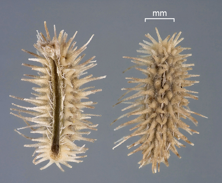 Apiaceae | Fruit and Seed Family ID